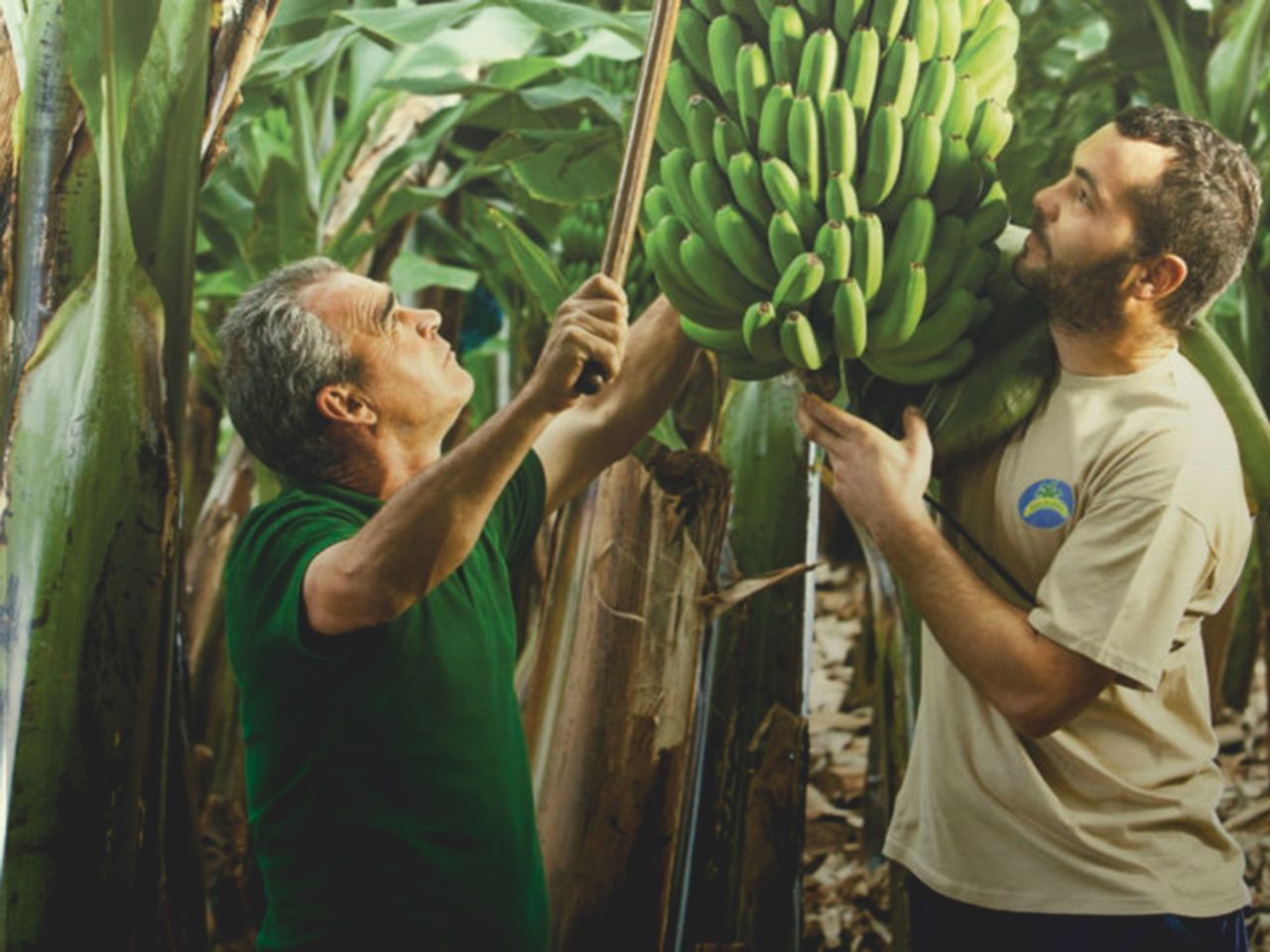 Ontdek de bio Europese bananen | Bio-Planet, jouw biosupermarkt